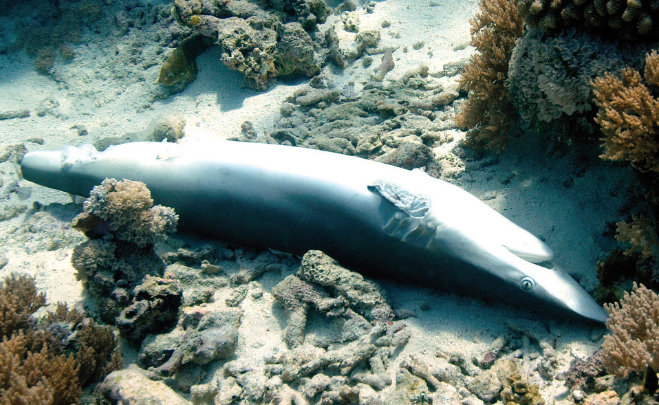 Requin | Guide des espèces