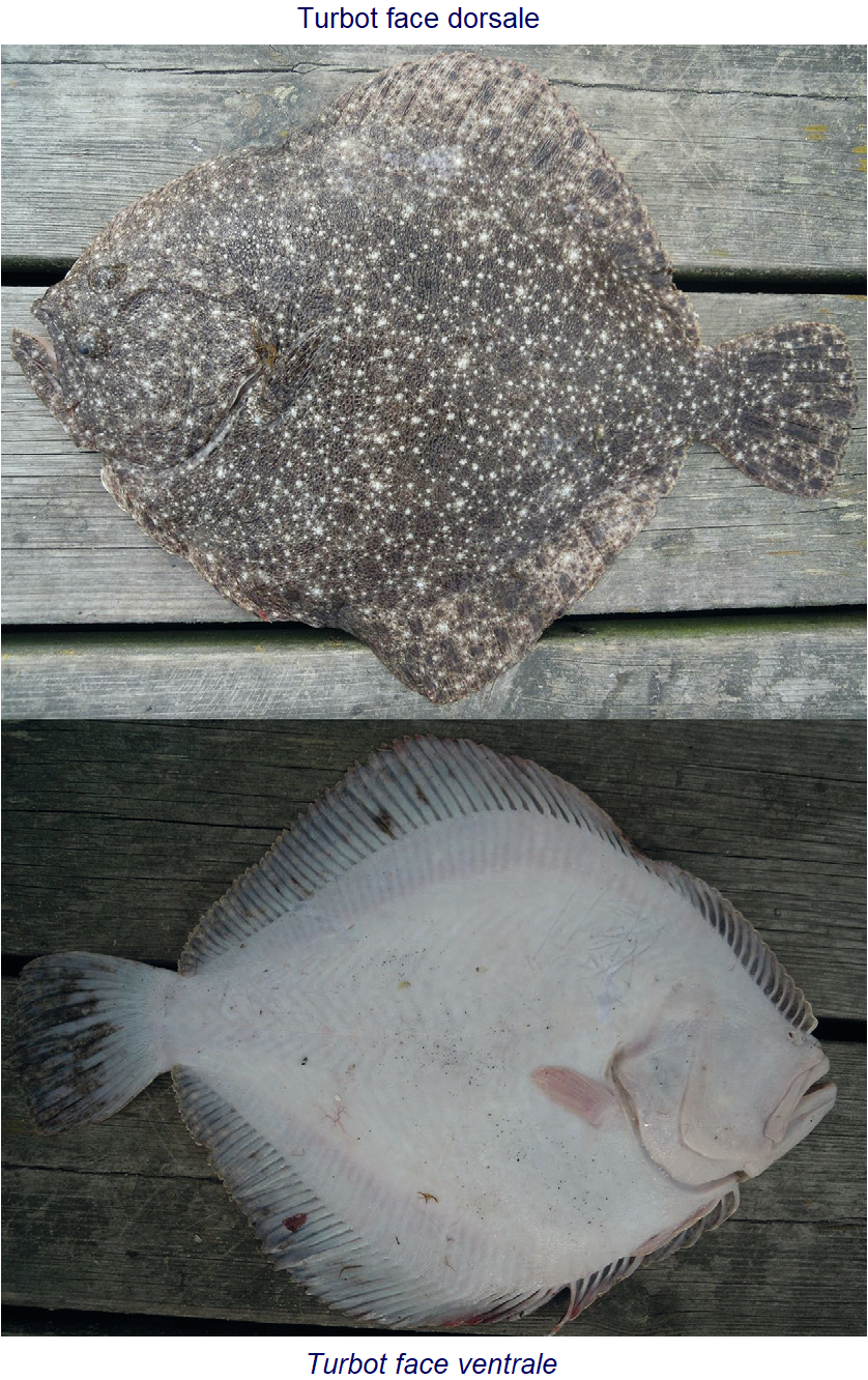 Turbot | Guide des espèces