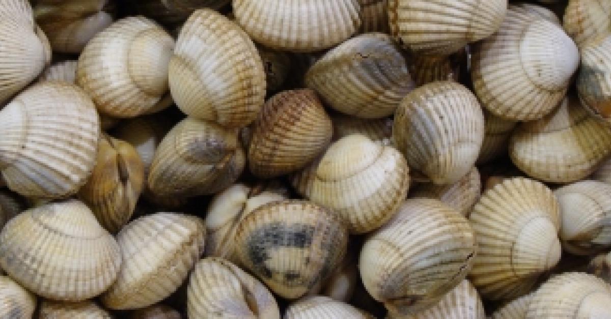 Kokkel | Zeevruchten gids