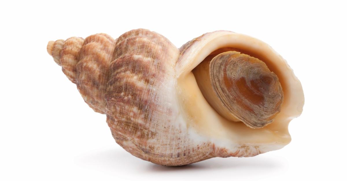 Wulk | Zeevruchten gids