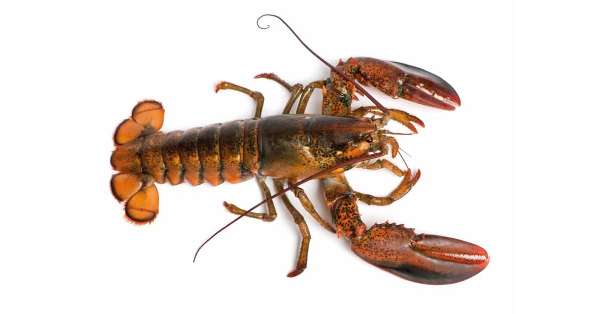 Kreeft | Zeevruchten gids