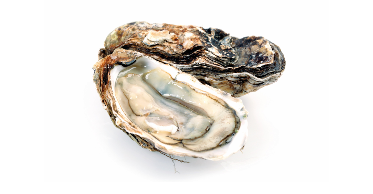 Oester | Zeevruchten gids