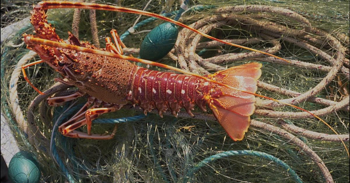 Langouste | Guide des espèces