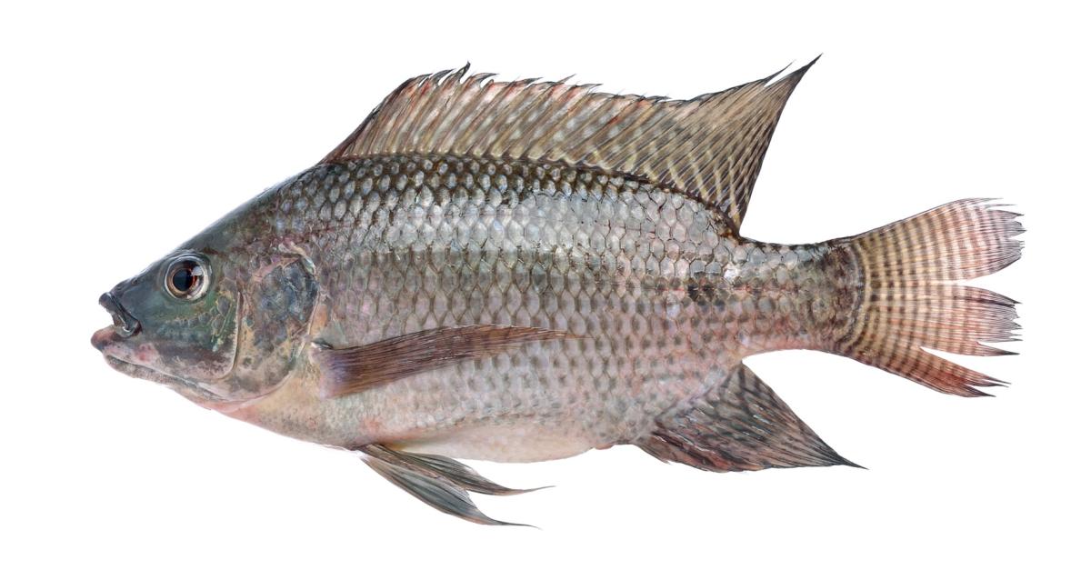 Tilapia | Guide des espèces