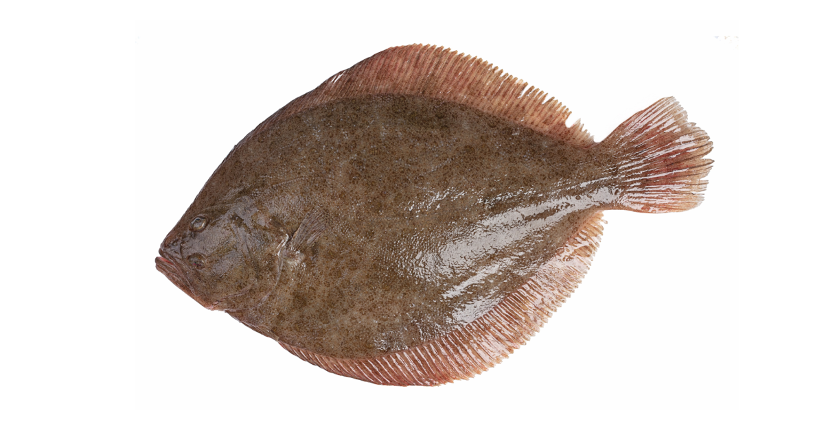 Turbot | Guide des espèces